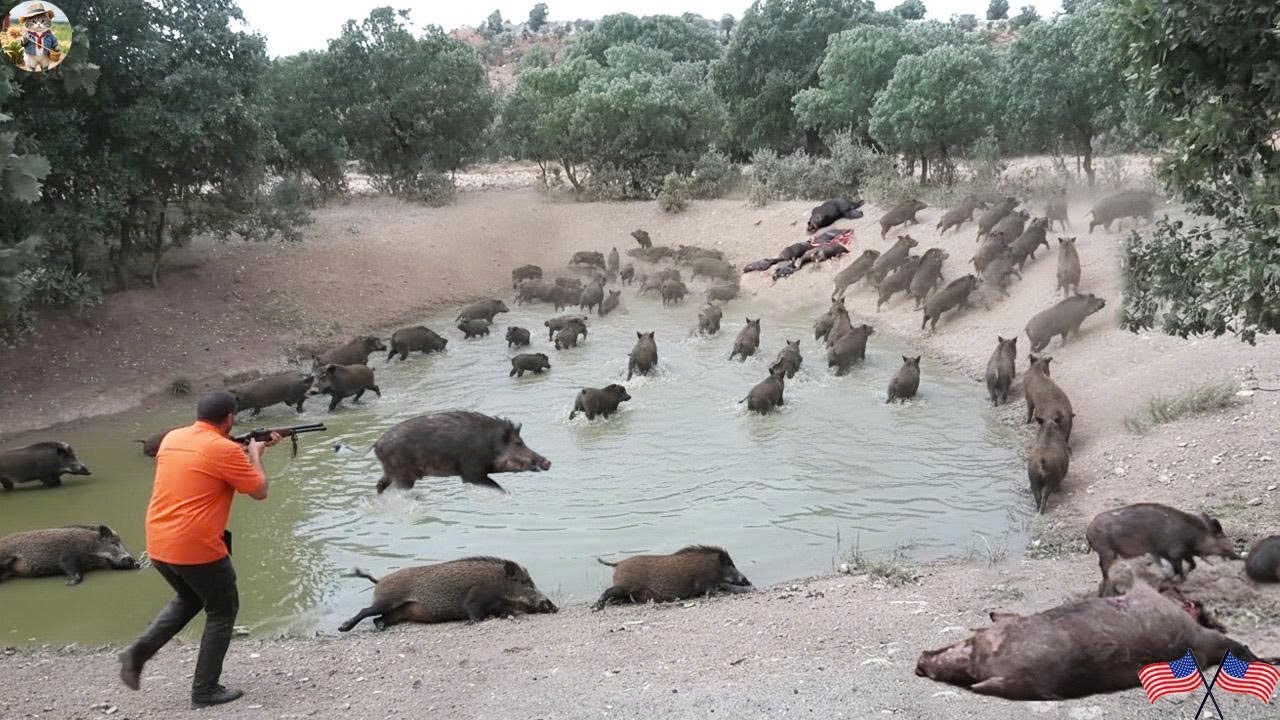 Wild Boars Break Into Farm – Farmer Catches Wild Boar in a Dramatic ...