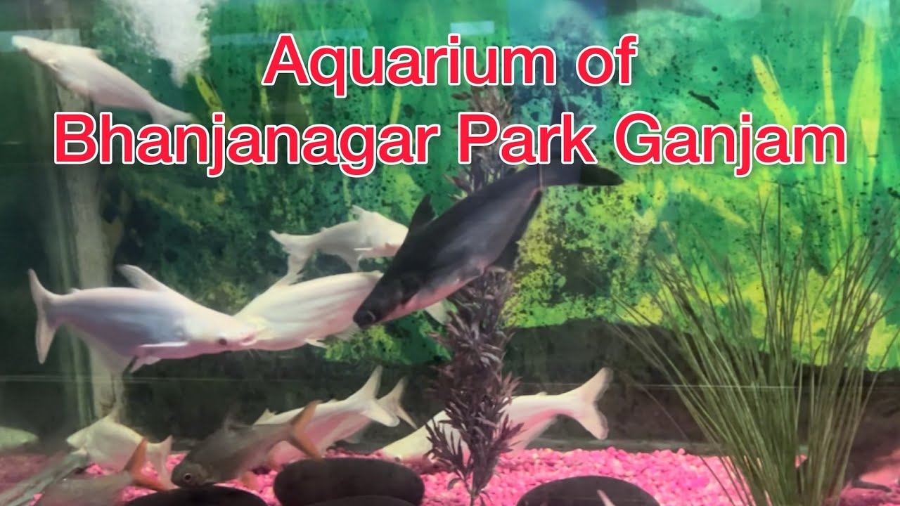 Bhanjanagar Aquarium | Bhanjanagar Tourist Places | Place to visit ...