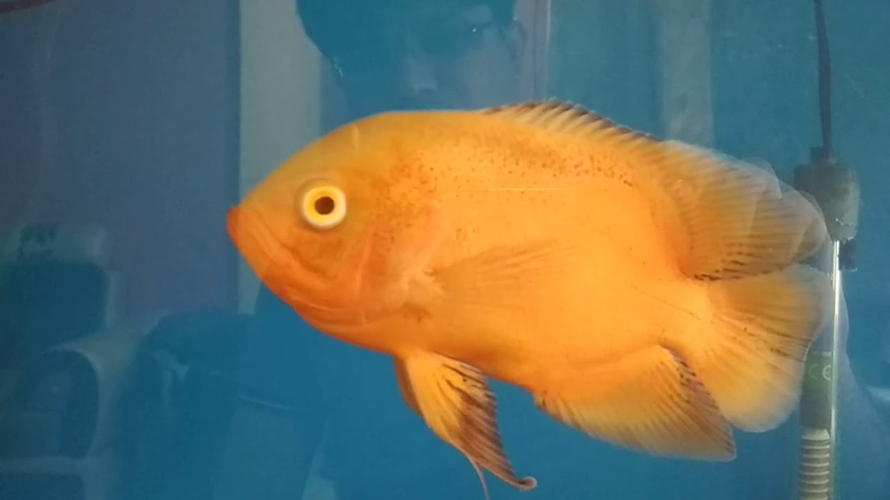 Fire Oscar - YouTube