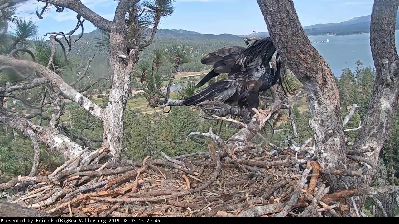 08-03-19 Big Bear Lake eagles; Simba leaves for the night. - YouTube