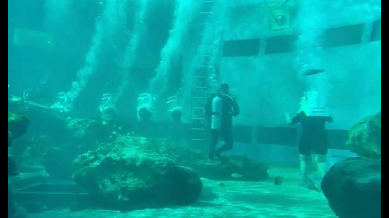 Miami Seaquarium SeaTREK an Underwater Journey through 300,000-Gallon ...