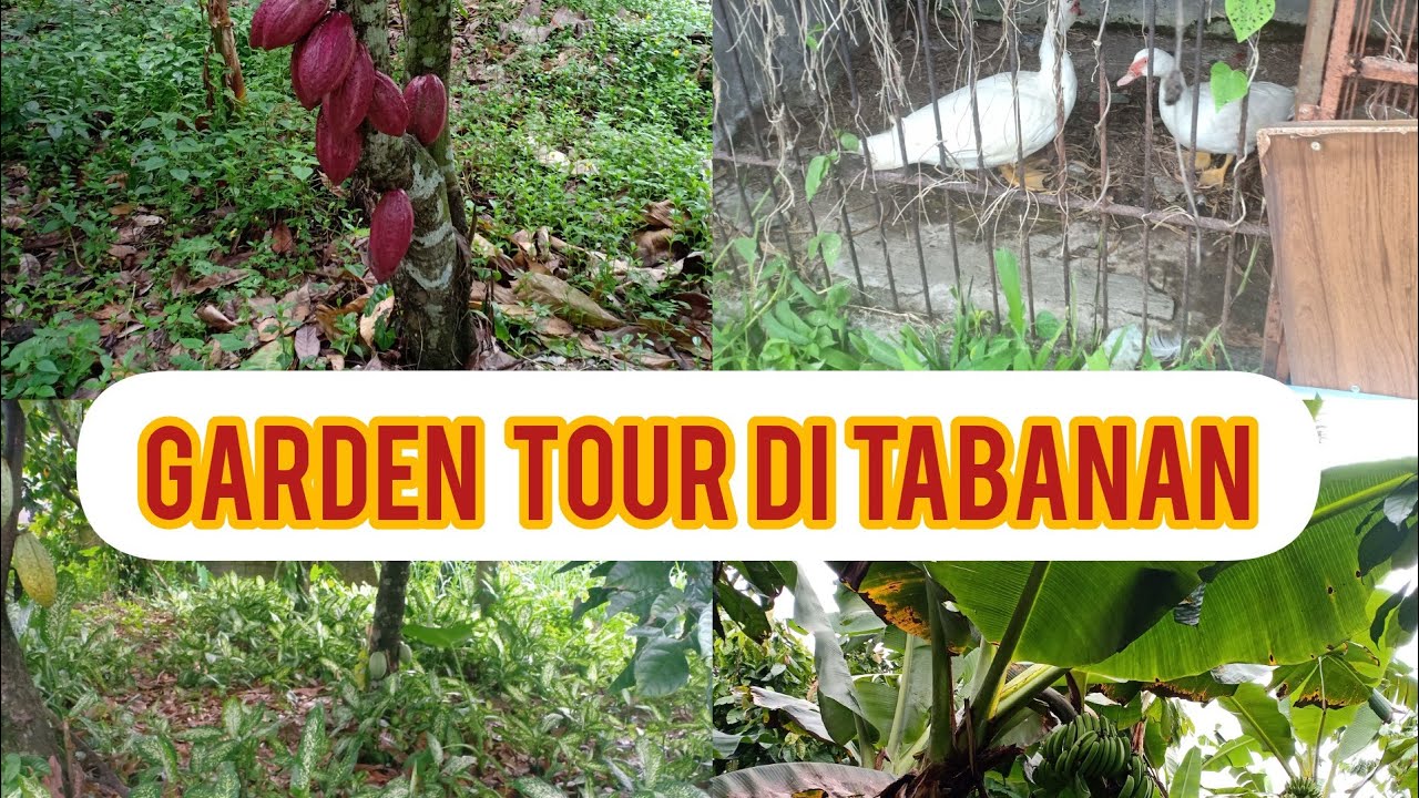 GARDEN TOUR DI TABANAN #garden#gardentour#tabanan - YouTube