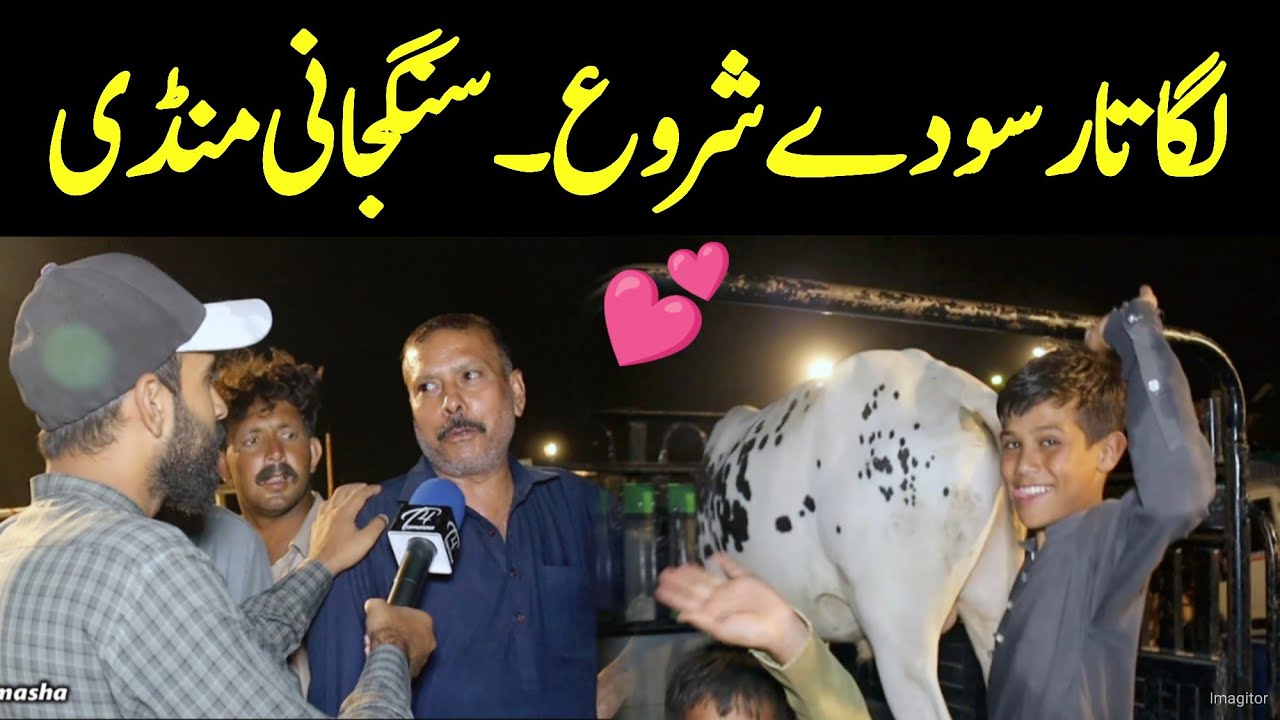 Non stop live Bargaining in sangjani Mandi - bakra Mandi recent 2023 ...