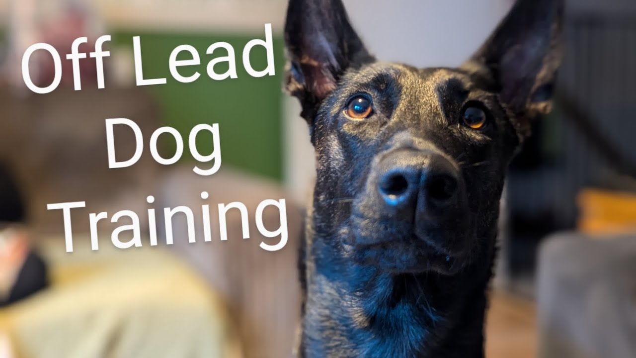 Off Lead Dog Training - YouTube