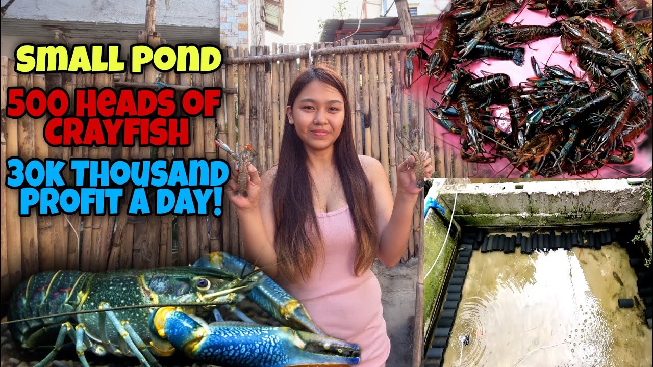 Small Pond|500 Heads of CRAYFISH|30THOUSAND PROFIT A DAY!!|300 THOUSAND ...