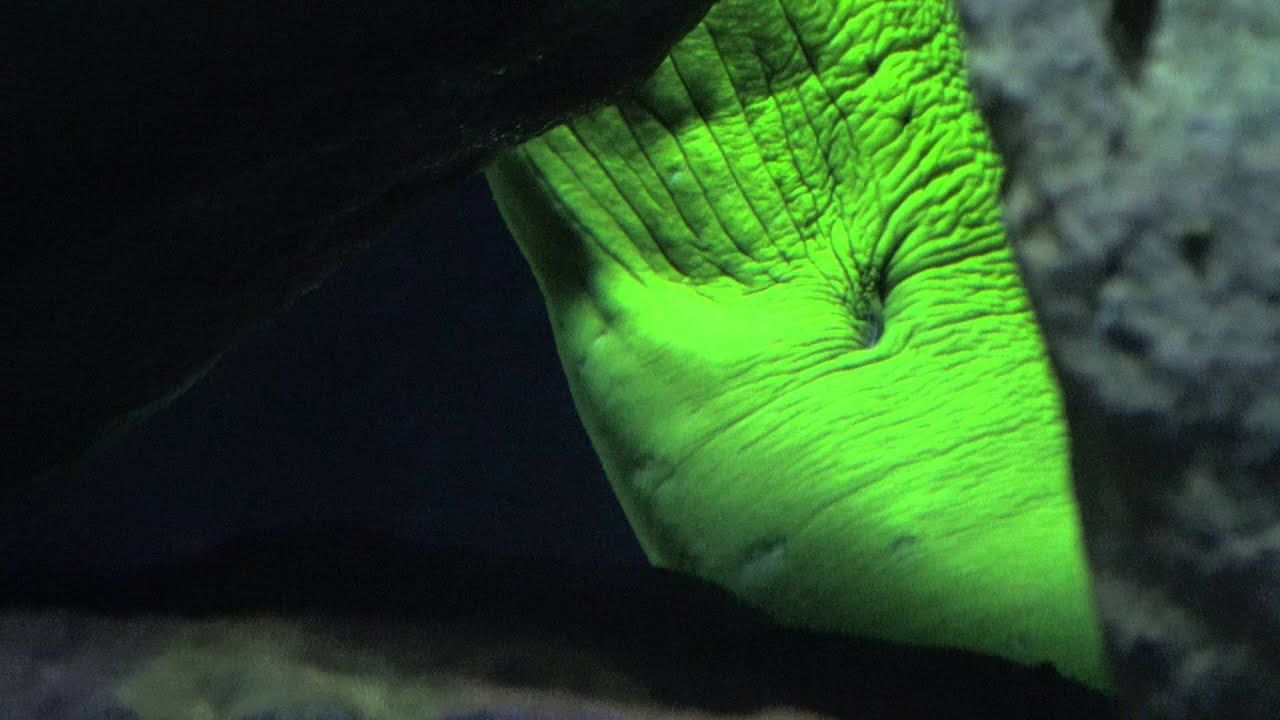 Green Moray Eel Sleeping? - in 4K Ultra HD - Raw Video - YouTube