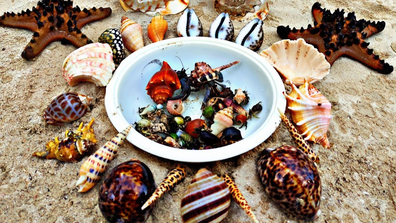 Menemukan Kelomang Raksasa,Ikan Hias laut,Bintang laut Besar,kepiting ...