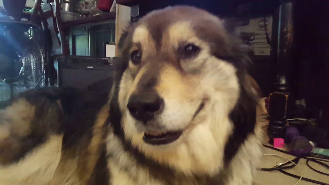 Screeming at dog for no reason - YouTube