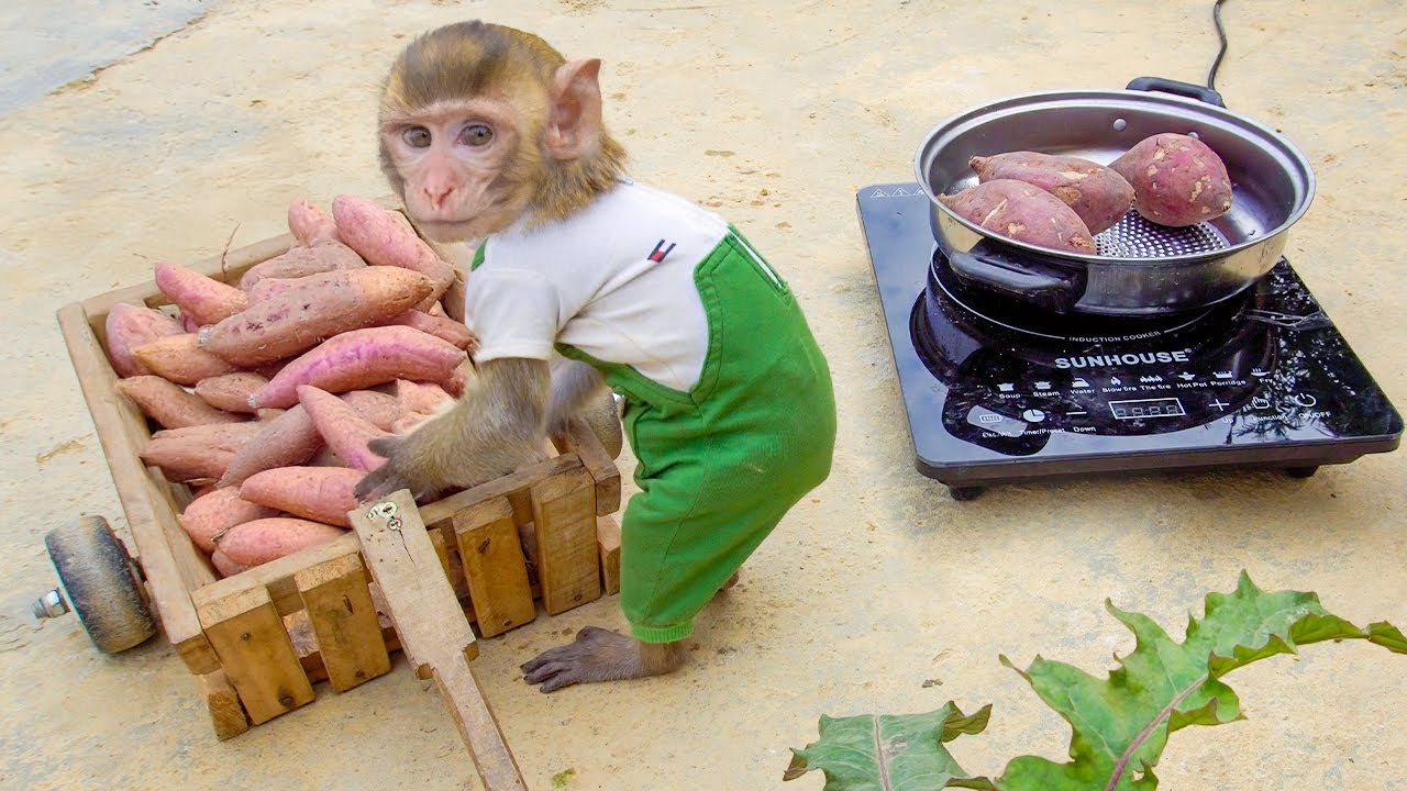 Cute Monkey MiMi is filling her belly with boiled sweet potatoes after ...