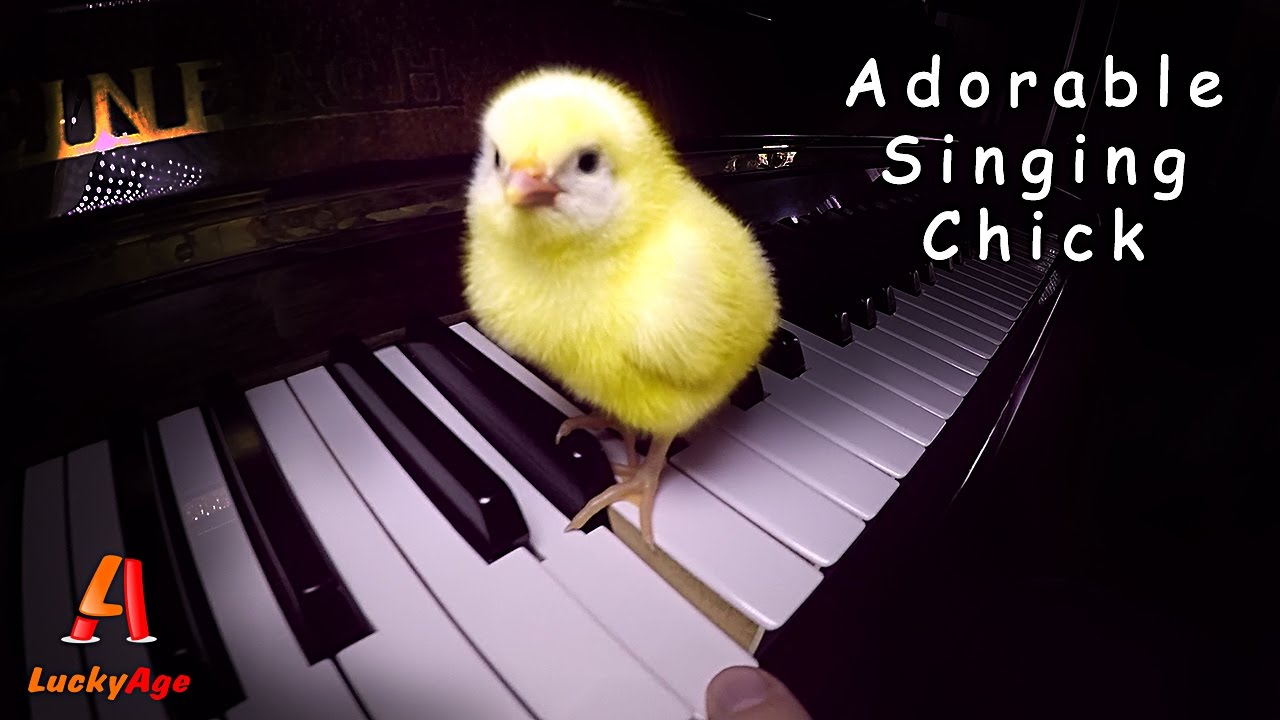 Baby Chick is Singing and walking on a Piano. Adorable video - YouTube