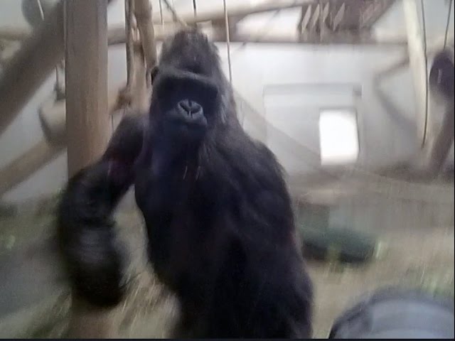 Angry Silverback