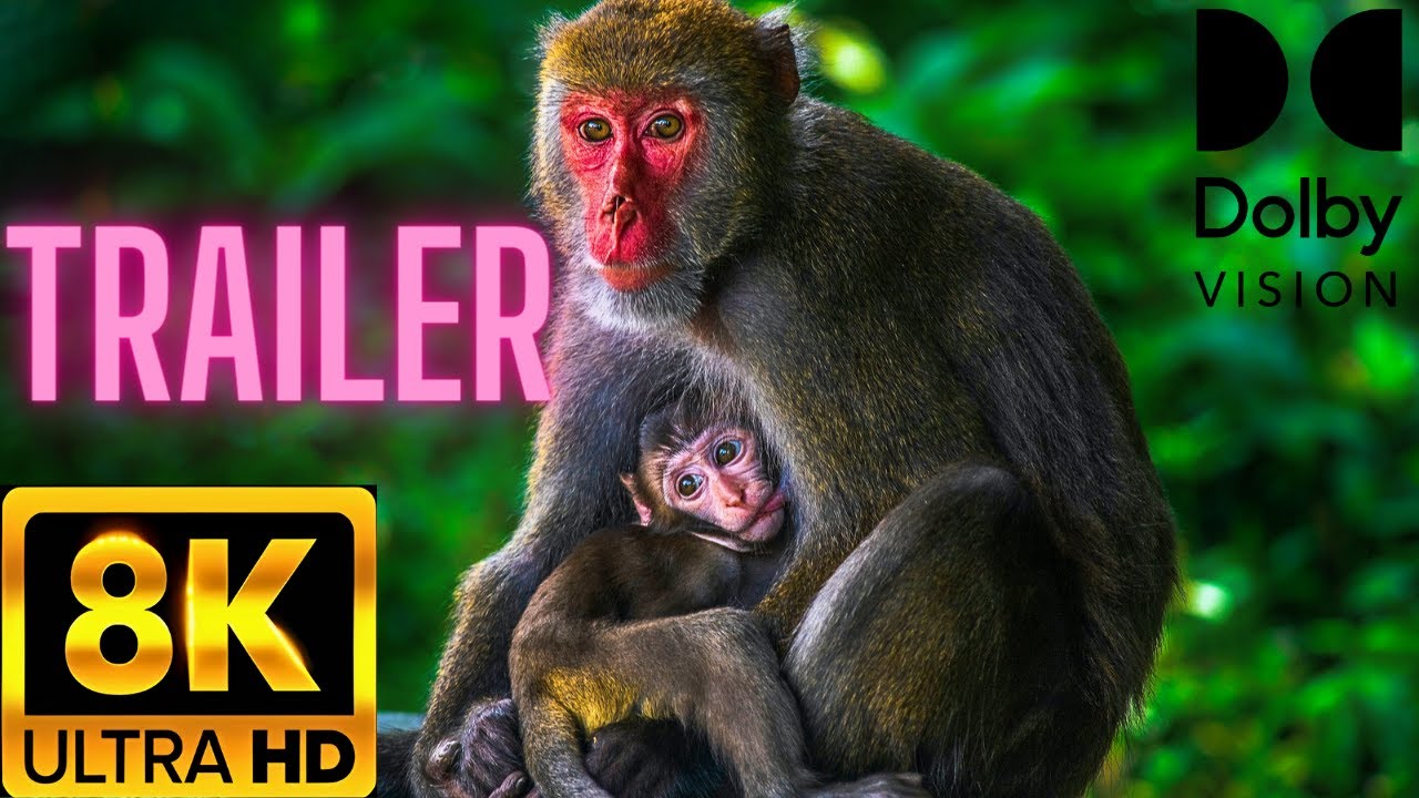 Mammals 8K Trailer/With Birdsong and Classical Music.(Relaxation ...