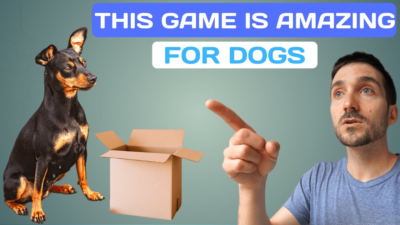 A Dog Treasure Hunt for Beginners - YouTube