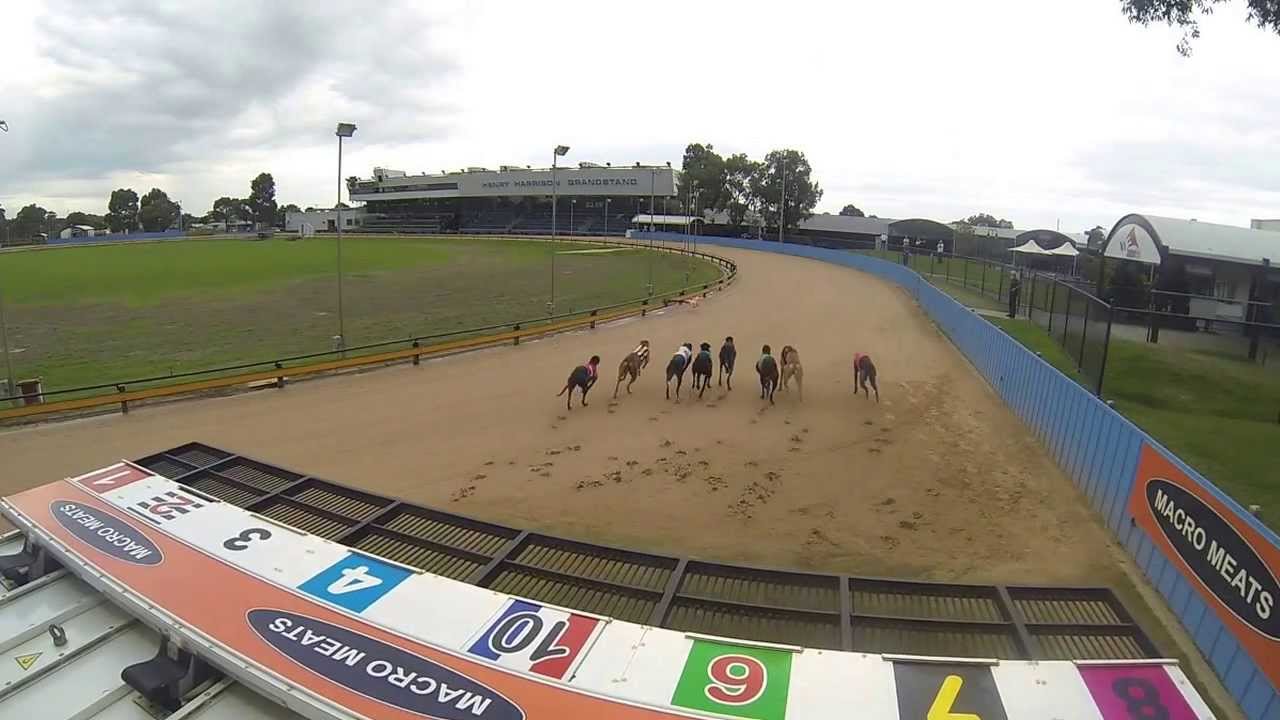 Sandown Park Greyhounds - YouTube