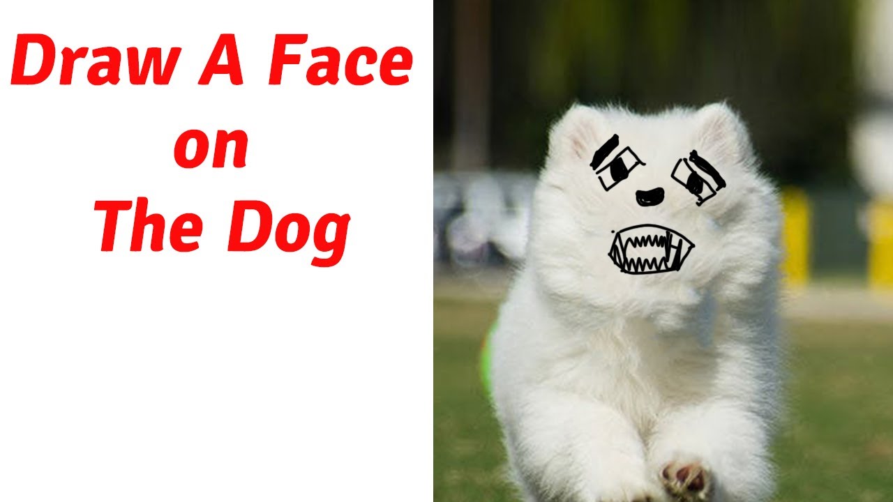 Dog | Meme drawing face on dog picture - YouTube