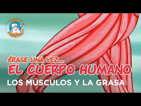Erase Una Vez... El Cuerpo Humano - Los músculos y la grasa