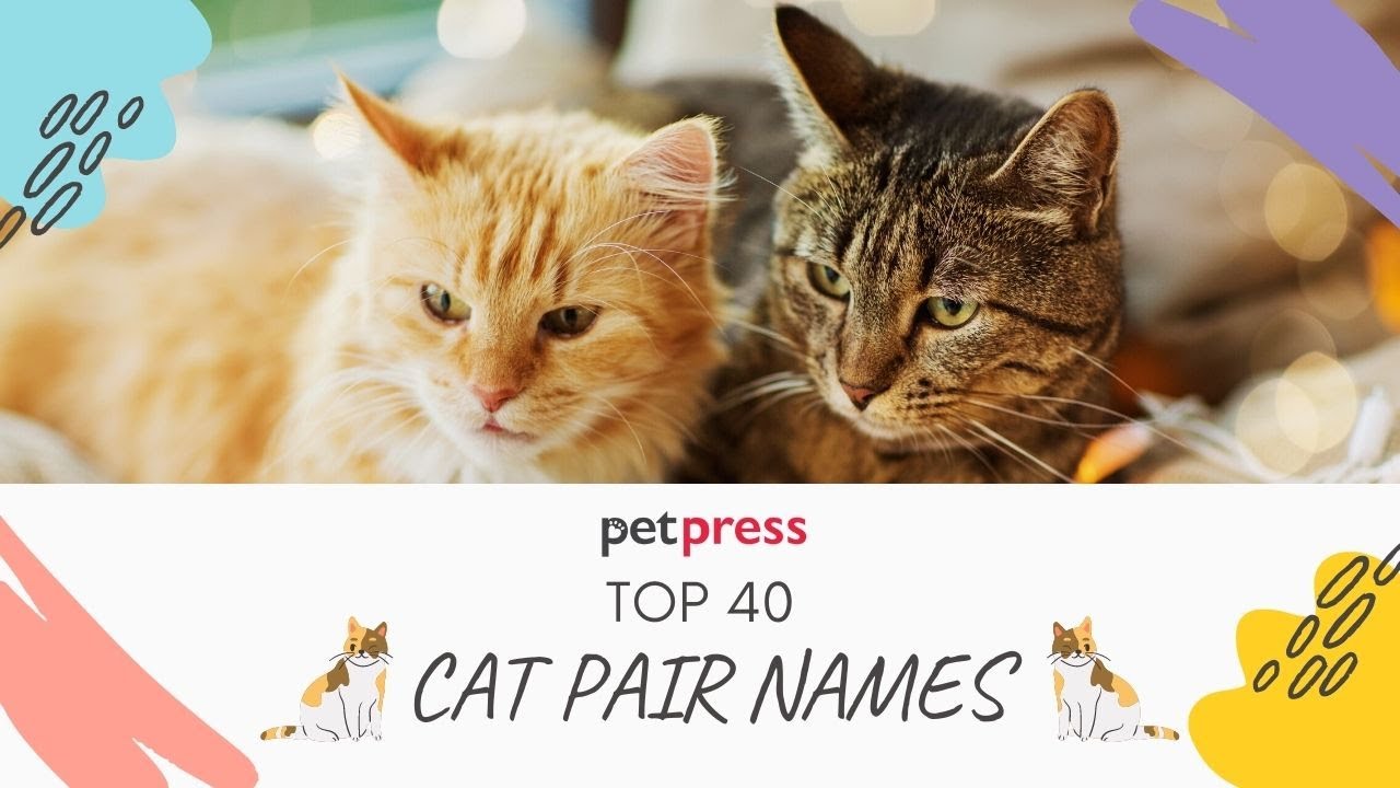 Top 40 Coolest Cat Pair Names Ever PetPress YouTube top-40-coolest-cat-pair-names-ever-petpress-youtube