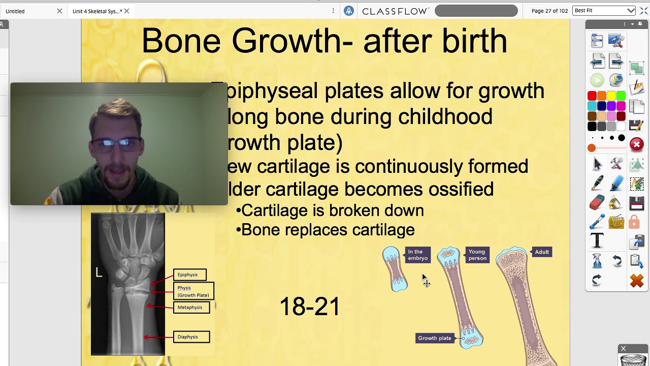 Ossification and Bone Formation: Skeletal System - Human Anatomy ...