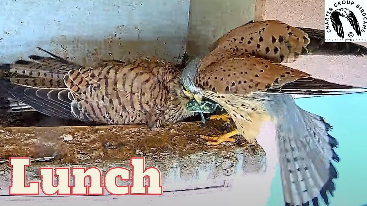 Watch This Amazing Falcon Kestrel Surprise Its Mate With A Chameleon ...