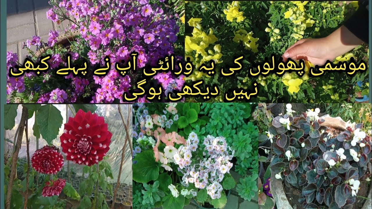 spring season flowers | mosmi phool |بہار کے موسم کے پھول | petunia ...