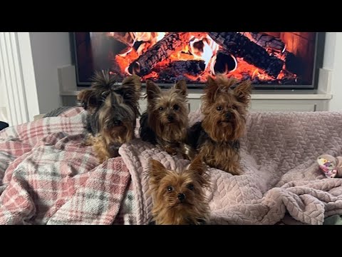 KING THE YORKIE Official is live! - YouTube