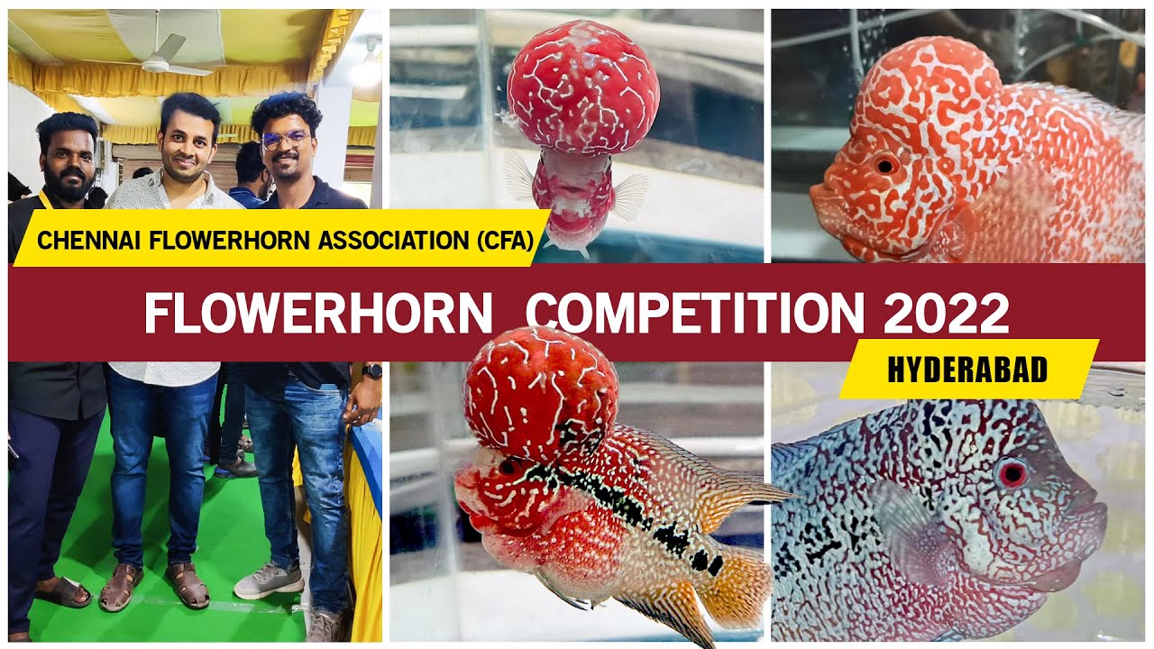 Chennai Flowerhorn Association (CFA) Flowerhorn competition Hyderabad ...