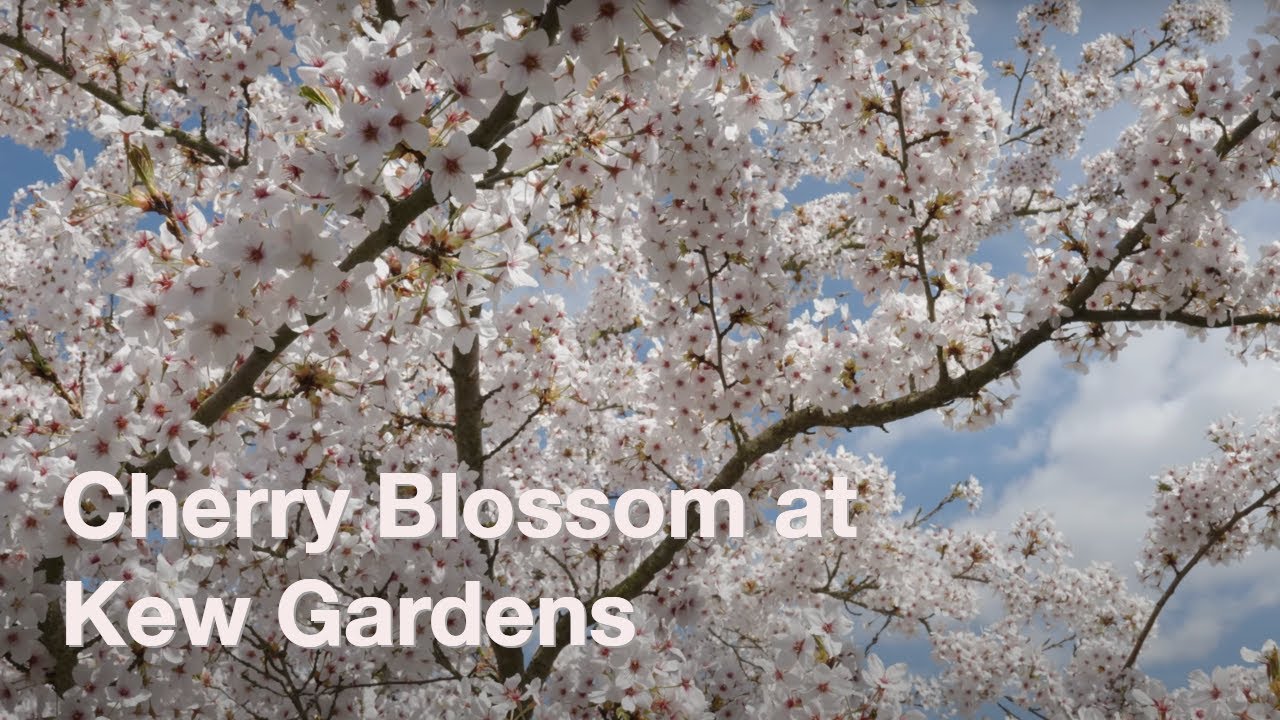 Best Cherry Blossom at Kew Gardens - Teaser - YouTube