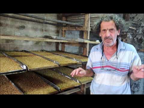 BİRİNCİ ve İKİNCİ KALİTE, ARPA İLE HAYVANLARA; YEM YAPMAK.