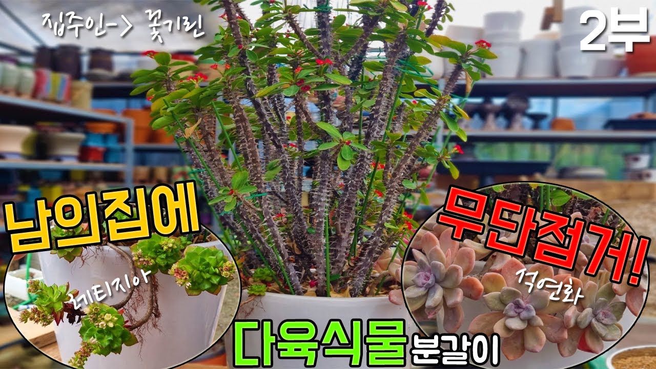 남의 집 무단점거한 나머지 다육이들 분갈이 석연화and레티지아 Youtube