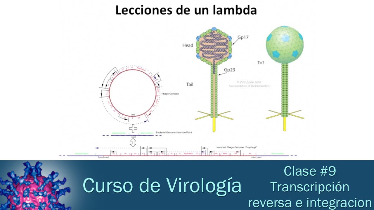 Clase #9 Transcripción reversa e integracion - YouTube