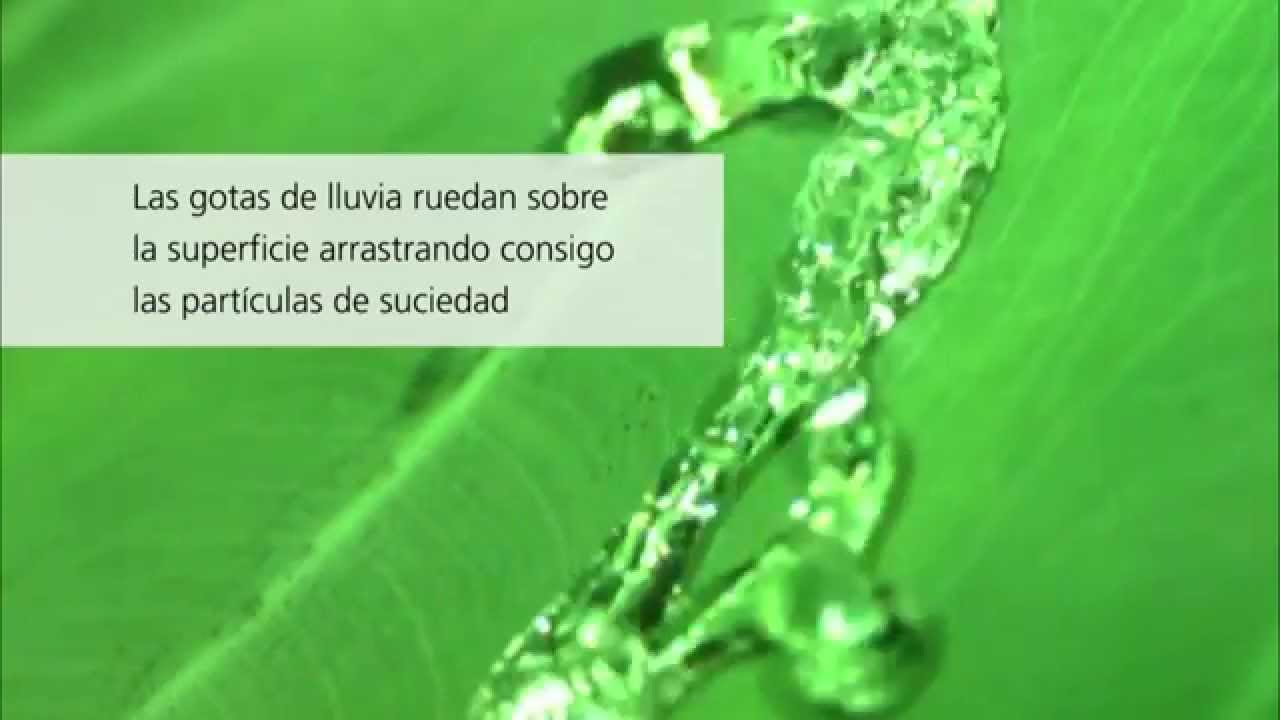 StoColor Lotusan - Fachadas siempre limpias - YouTube