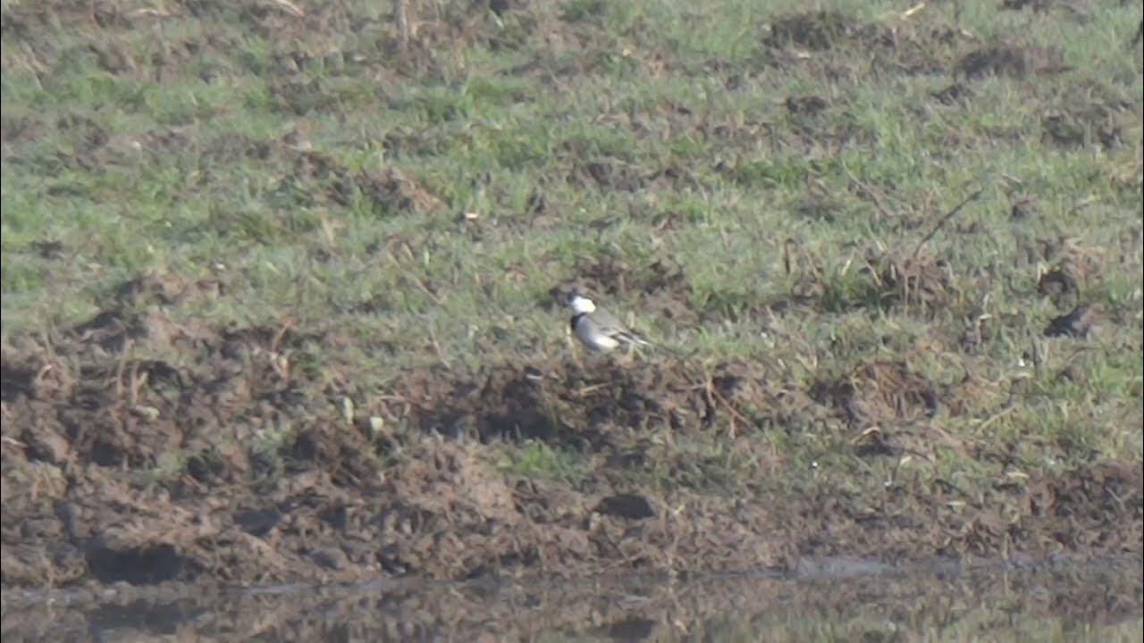 2024-02-15 (I) Naravni rezervat Izliv Soče - YouTube