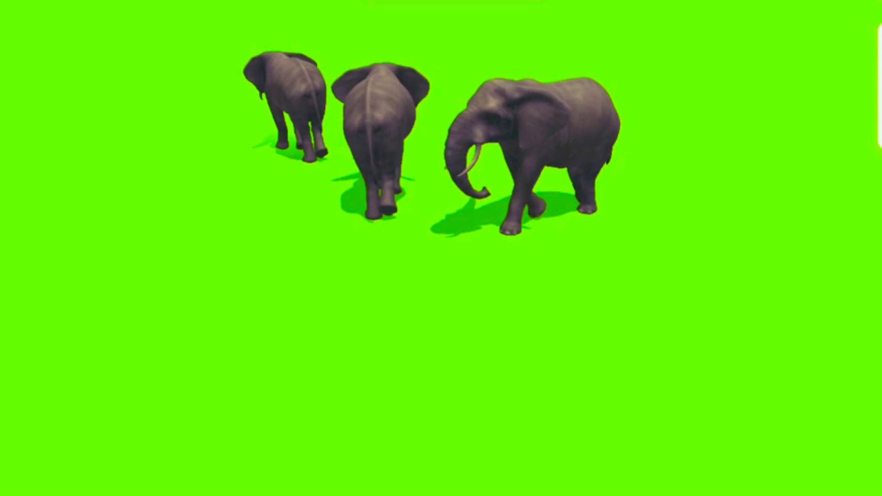 Elephant animation walk green Screen background effect - YouTube