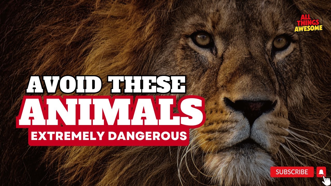 Avoid THESE Dangerous Animals at All Costs - YouTube
