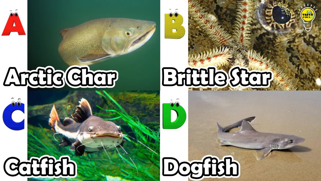 Cute ocean animals | ABC phonics animals | ABC Sea Animals song ...