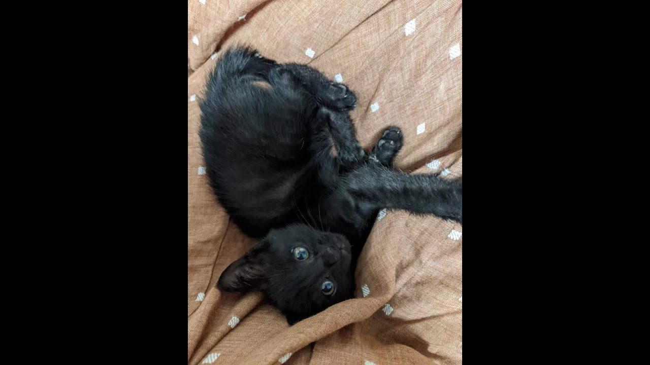 小小黑猫my little black cat～ - YouTube