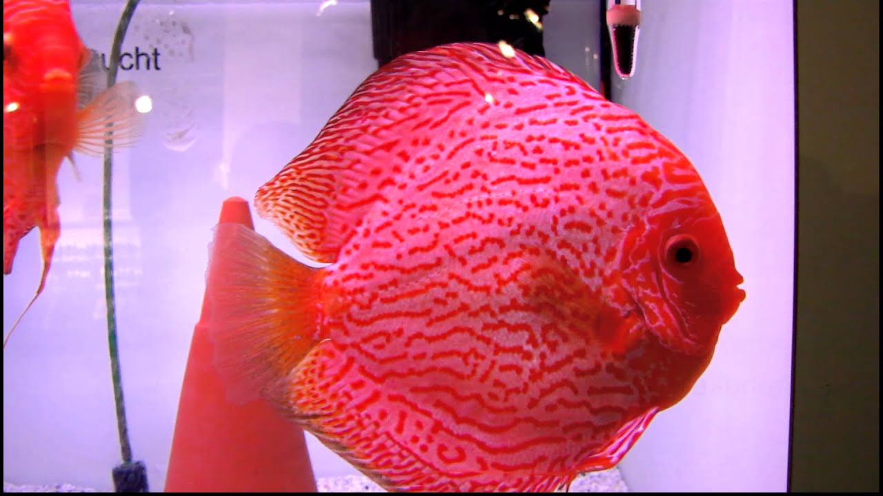 Stendker Discus at Zierfische & Aquarium Duisburg 2011. pt. 2. - YouTube