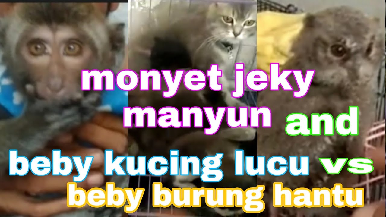 MONYET JEKY MANYUN AND BEBY KUCING LUCU VS BEBY BURUNG HANTU - YouTube