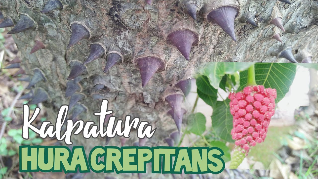 Mengenal Pohon Hura Crepitans (Kalpataru/BuahRoda) - YouTube