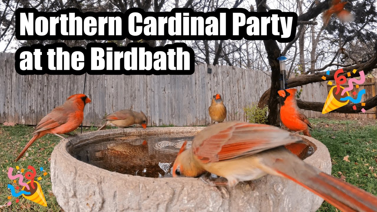 Northern Cardinal Party at a Texas Birdbath - YouTube