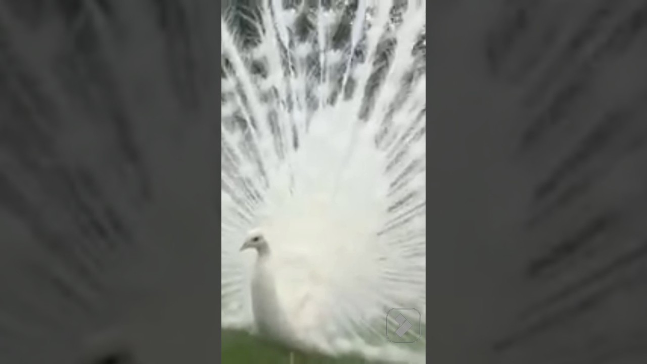 Peacock Sound। Different White Peacock। Peacock Dance Peacock 🦚🦚🦚🦚🦚🦚🦚🦚🦚