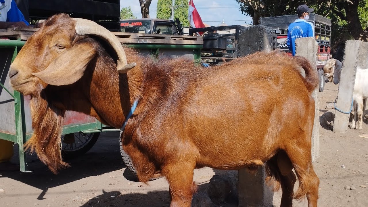 KAMBING BUR ISTIMEWA MURAH BANGET PASAR MUNING KEDIRI JAWA TIMUR - YouTube