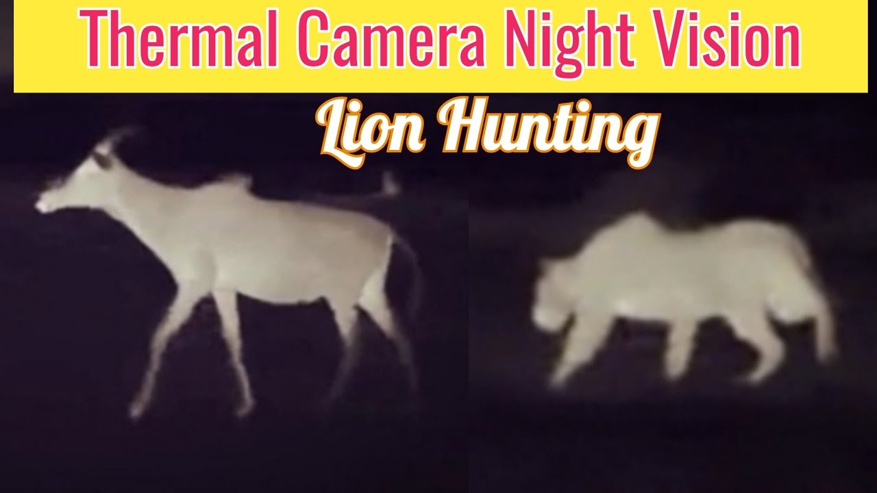 Thermal Camera Night Vision Lion Hunting Impala And Fighting Hyena ...