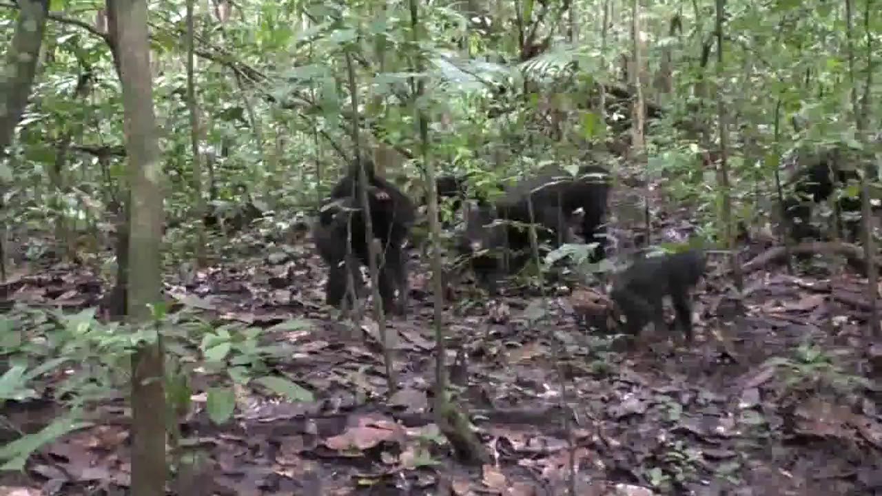 Carl Armond Bondo Ape