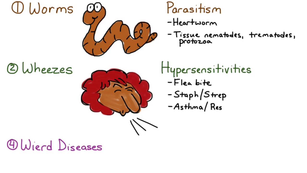 Basophilia Basophils: Normal Range, Function, And More