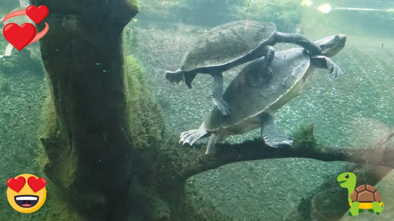 Snake Necked Turtle trying to mate with Big Headed Turtle - YouTube