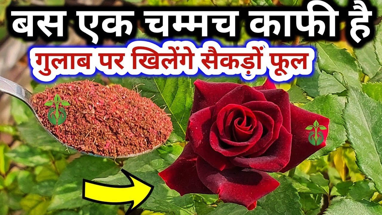BEST HOMEMADE FERTILIZER FOR ROSE PLANT.Rose plant care & growing tips ...