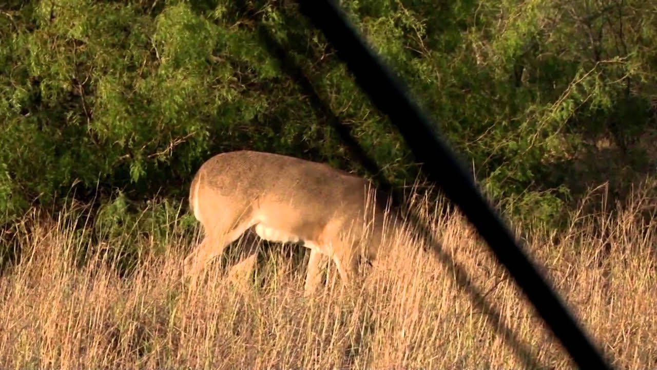 Mike McFerrin Texas Buck with NAP Killzone® broadhead - YouTube