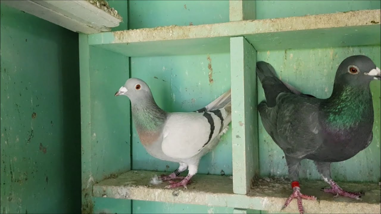 Silver Bar Racing Pigeon [Dilute Blue Bar] - YouTube
