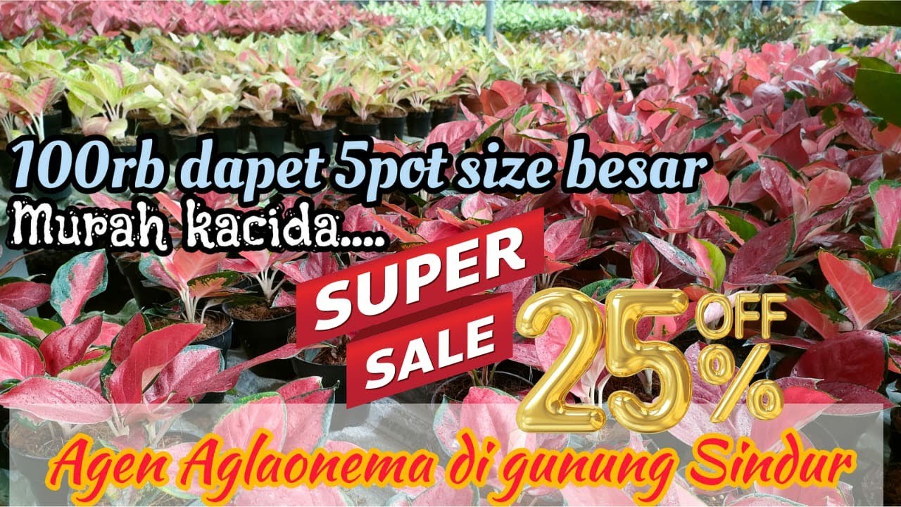 AGEN AGLAONEMA MURAH,, LENGKAP DAN BERKUALITAS.. WOW,,, 100RB DAPET ...